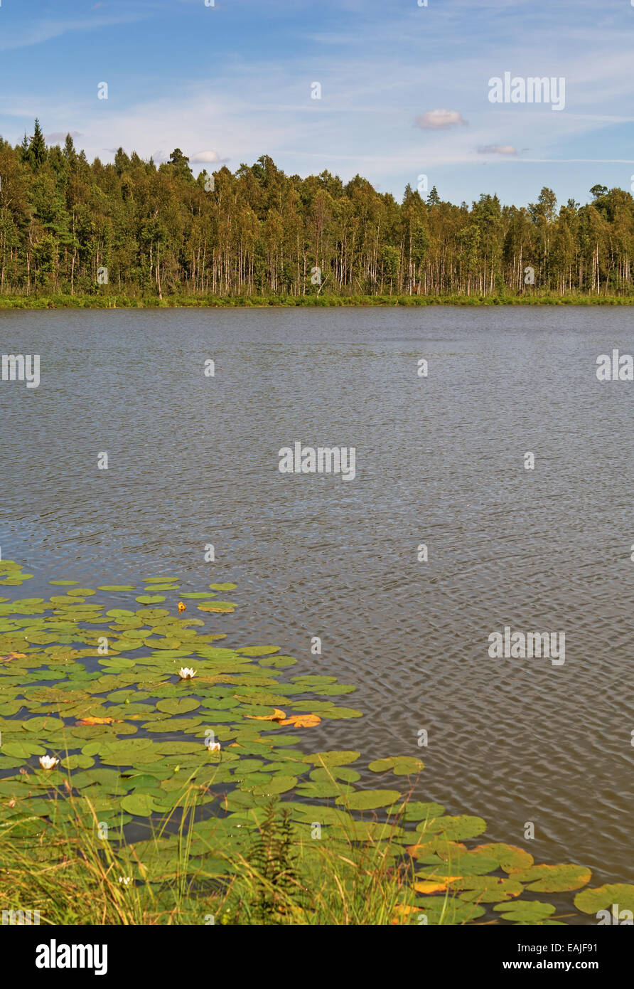 Summer lake landscape. The lake with brown water. Color of water from a ...
