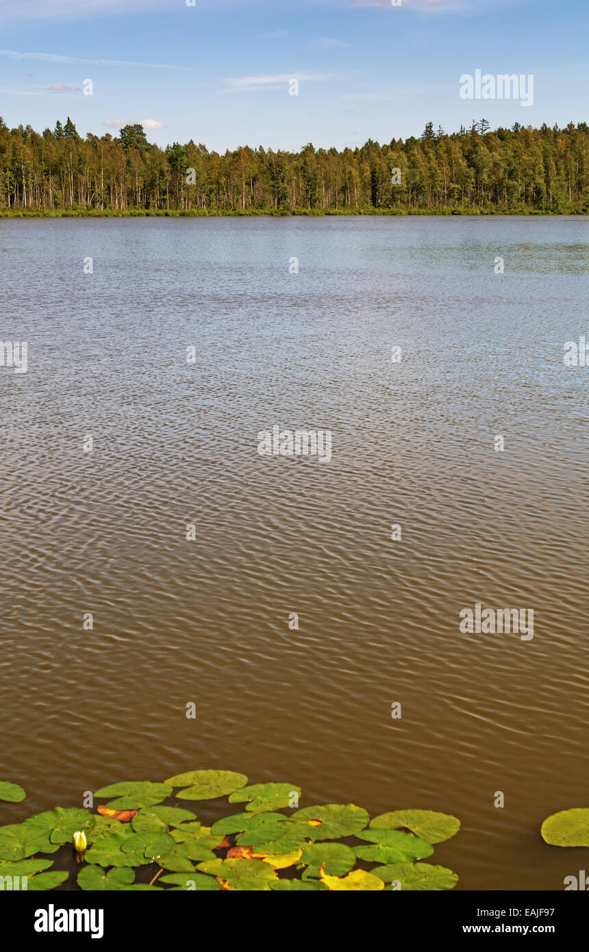 Summer lake landscape. The lake with brown water. Color of water from a ...