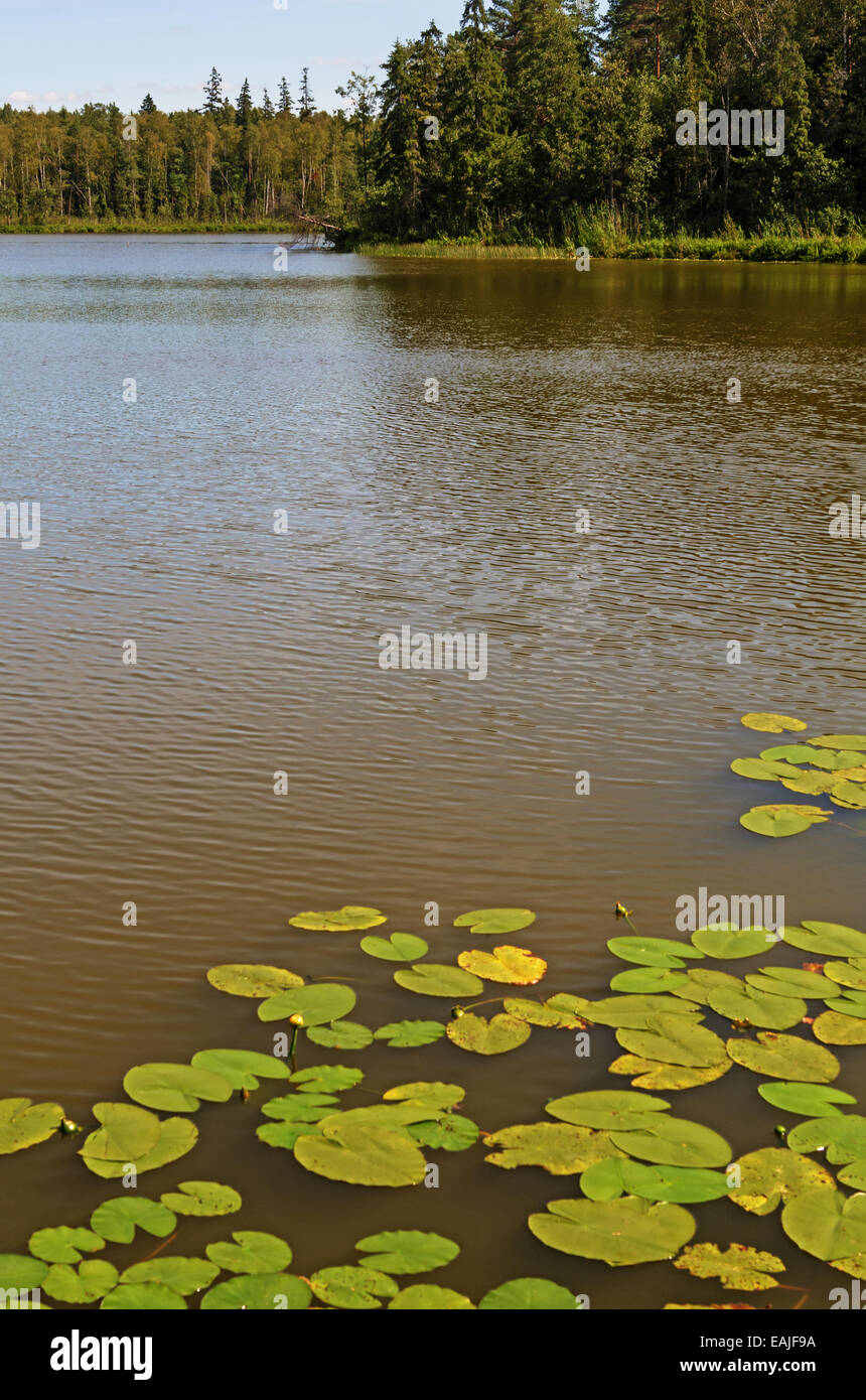 Summer lake landscape. The lake with brown water. Color of water from a ...