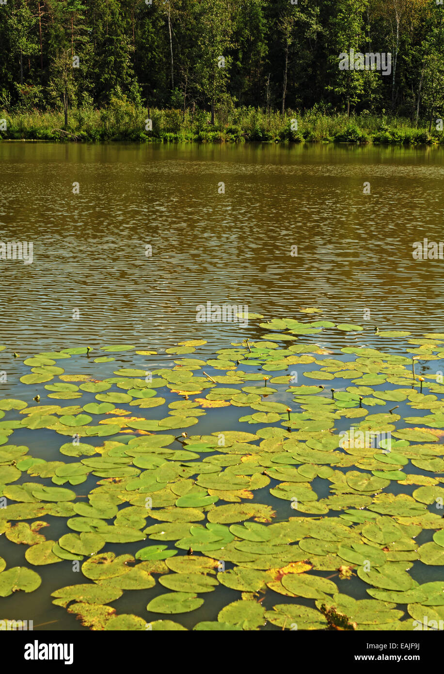 Summer lake landscape. The lake with brown water. Color of water from a ...