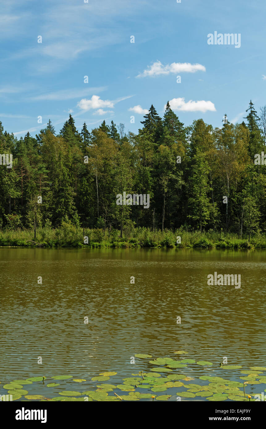 Summer lake landscape. The lake with brown water. Color of water from a ...
