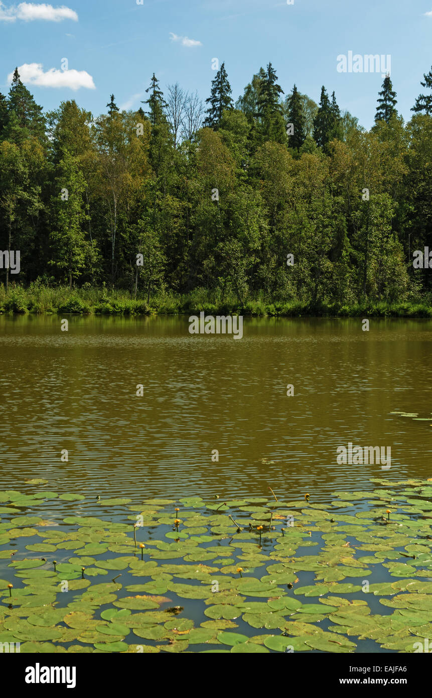Summer lake landscape. The lake with brown water. Color of water from a ...
