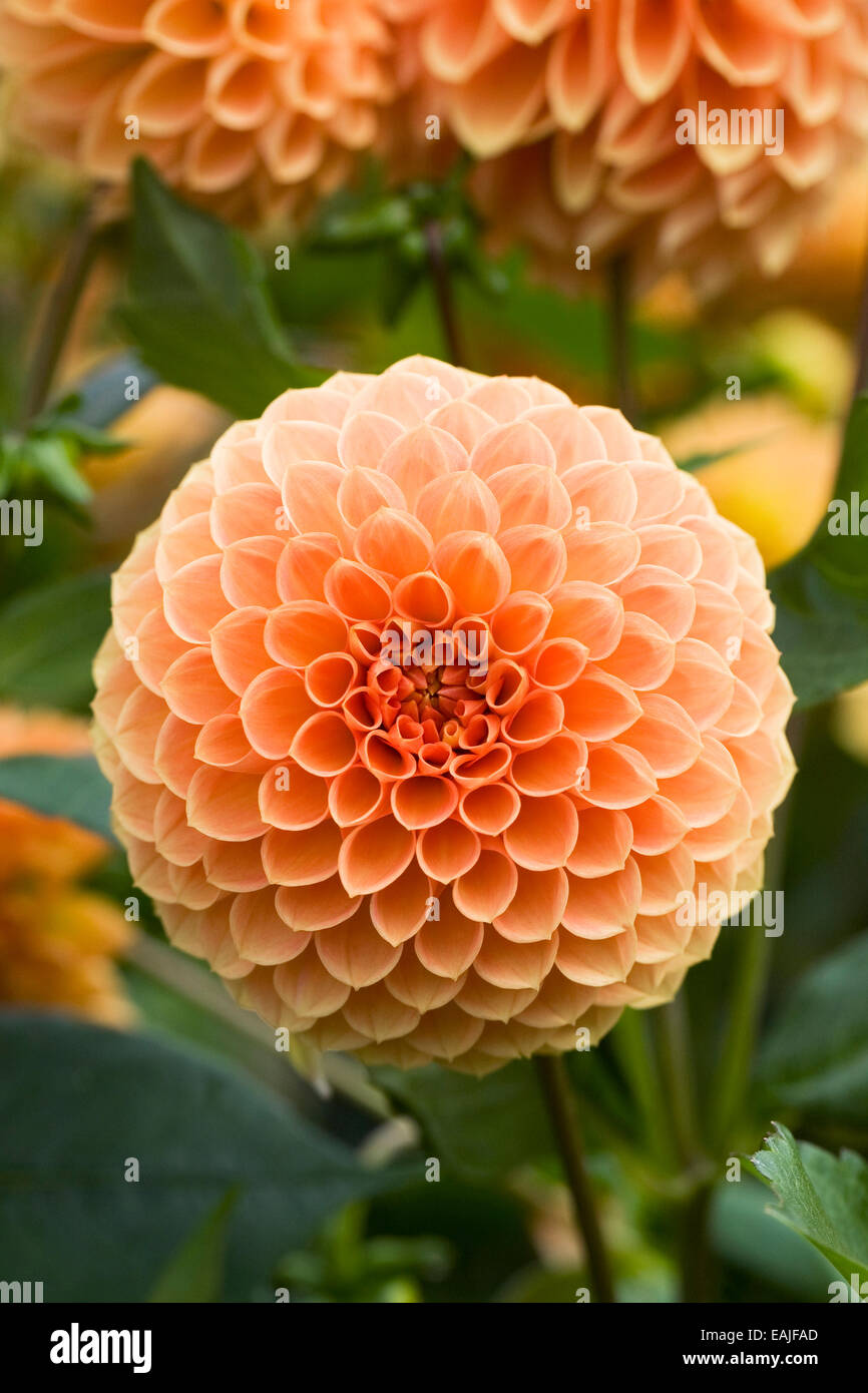 Dahlia 'Oakwood Naranga' growing in an herbaceous border Stock Photo ...