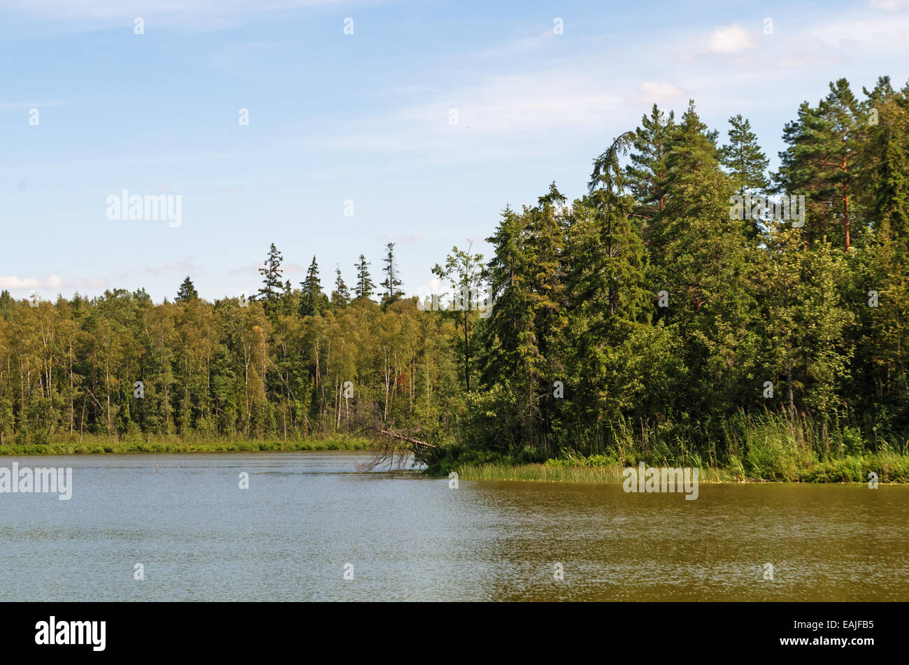 Summer lake landscape. The lake with brown water. Color of water from a ...
