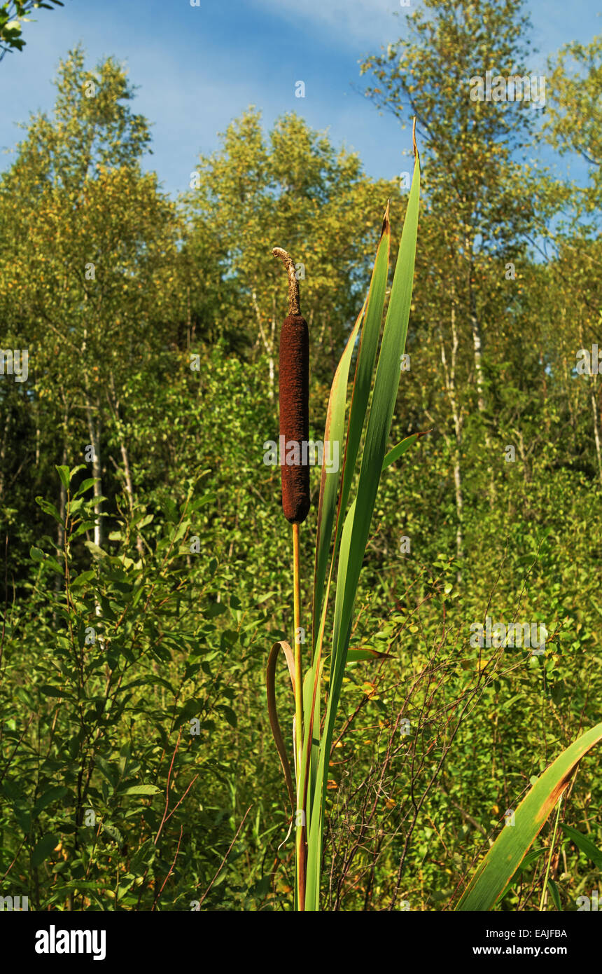 Summer lake landscape. Bulrush (typha) flowers Stock Photo - Alamy
