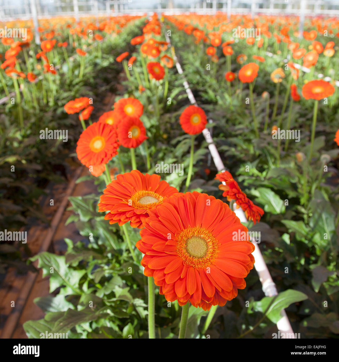 many orange gerbera flowers in greenhouse in holland Stock Photo - Alamy