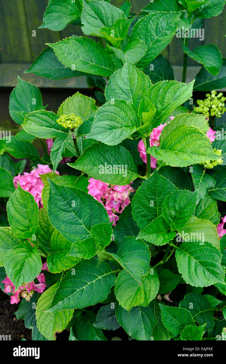 Pink Hydrangea macrophylla Flowering in Garden Border Stock Photo - Alamy