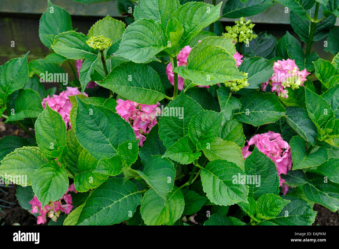 Pink Hydrangea macrophylla Flowering in Garden Border Stock Photo - Alamy