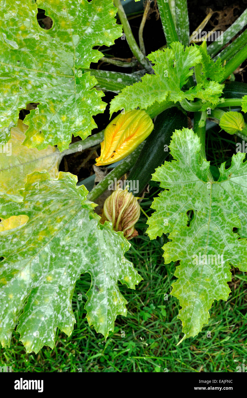 Courgettes growing and flowering on plant in garden Stock Photo - Alamy