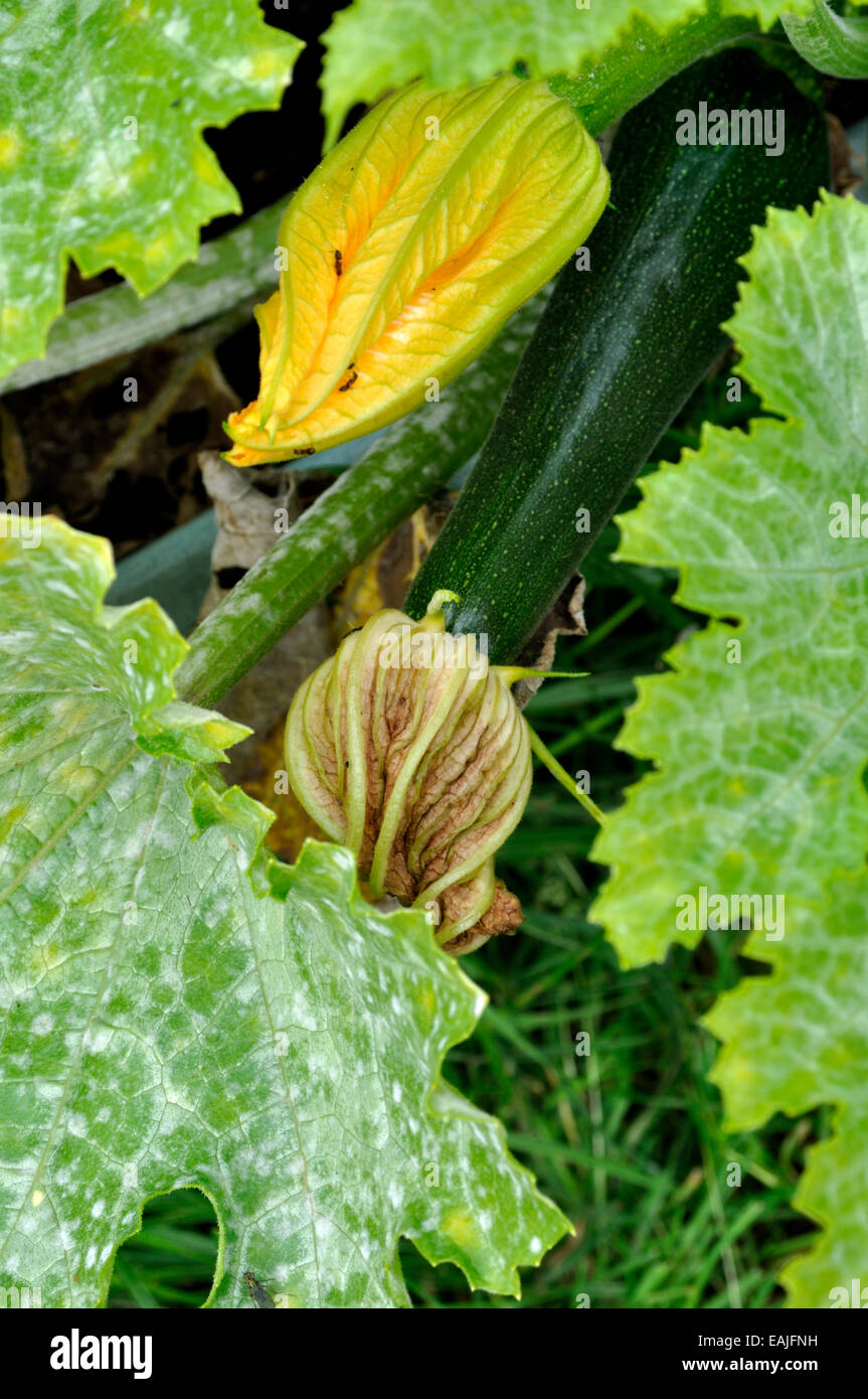 Courgettes growing hi-res stock photography and images - Alamy
