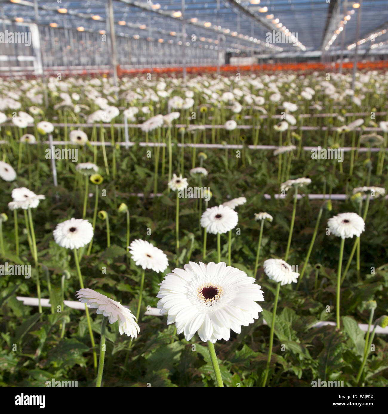 many white gerbera flowers in greenhouse in holland Stock Photo - Alamy