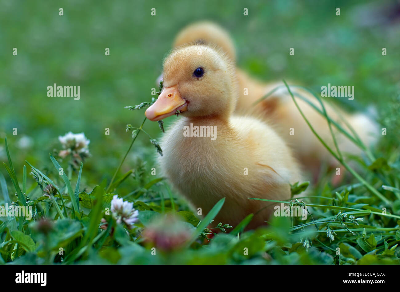 Newborn duck hi-res stock photography and images - Alamy