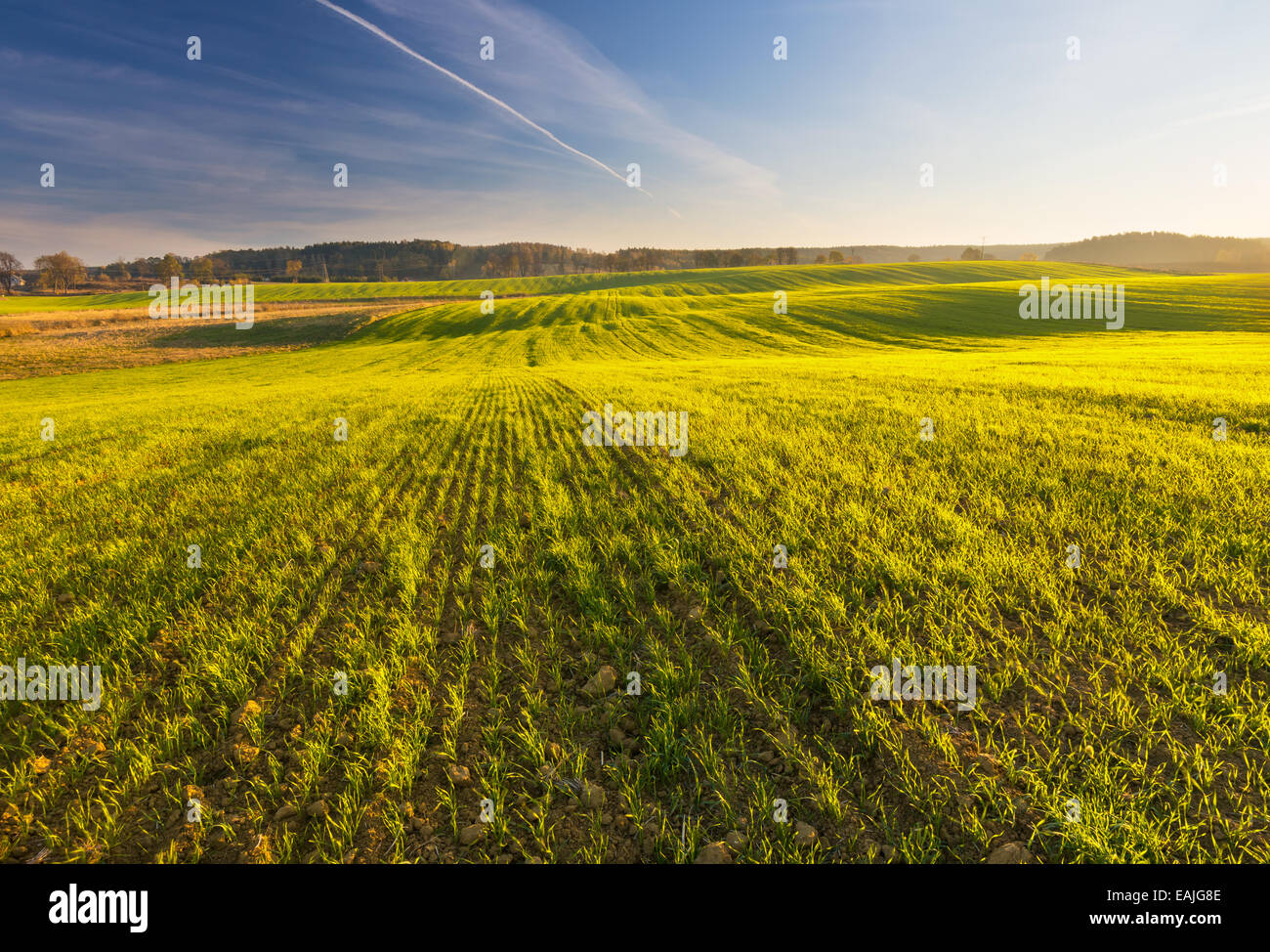 Green field at morning Stock Photo - Alamy