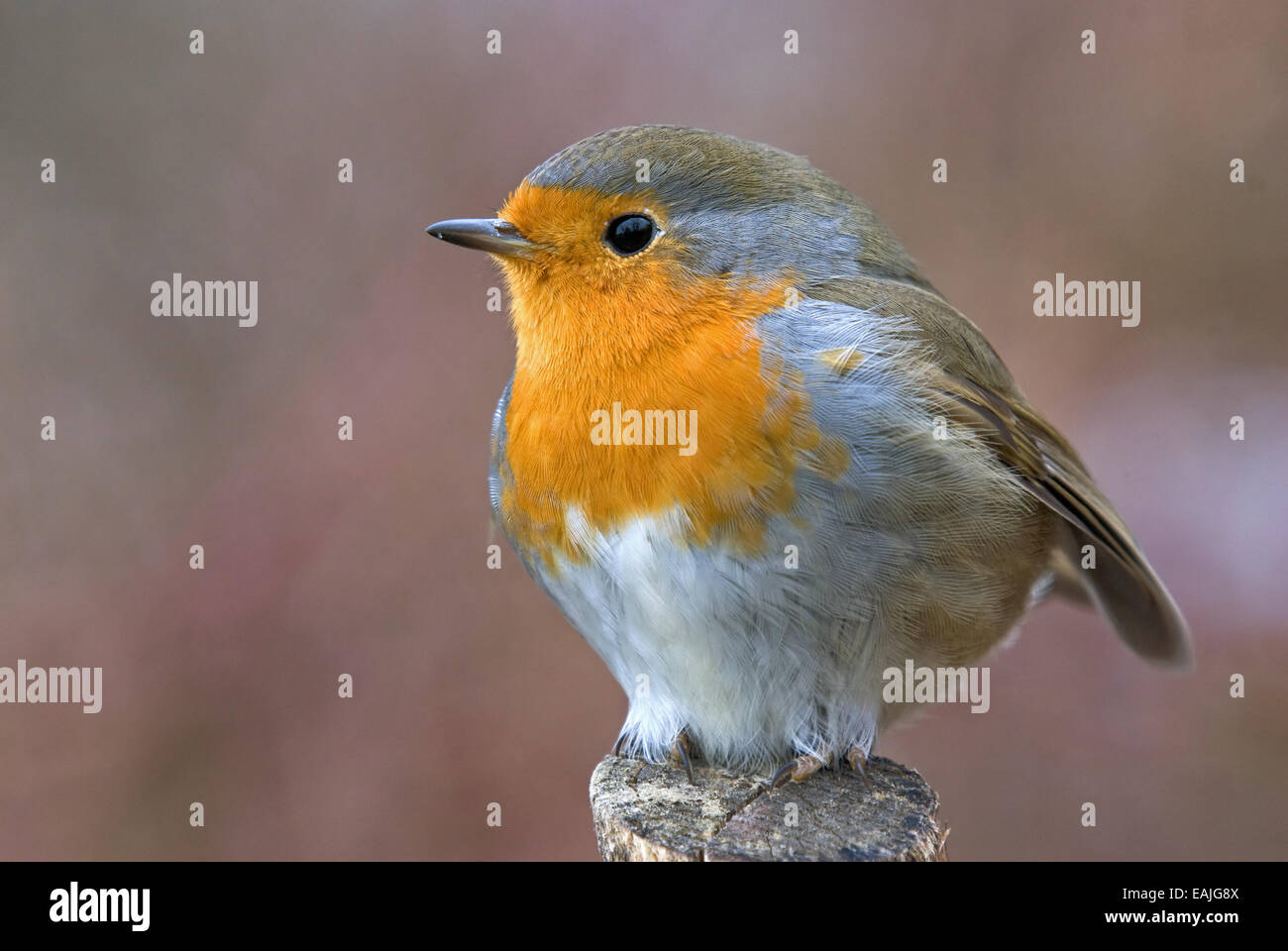 European robin hi-res stock photography and images - Alamy