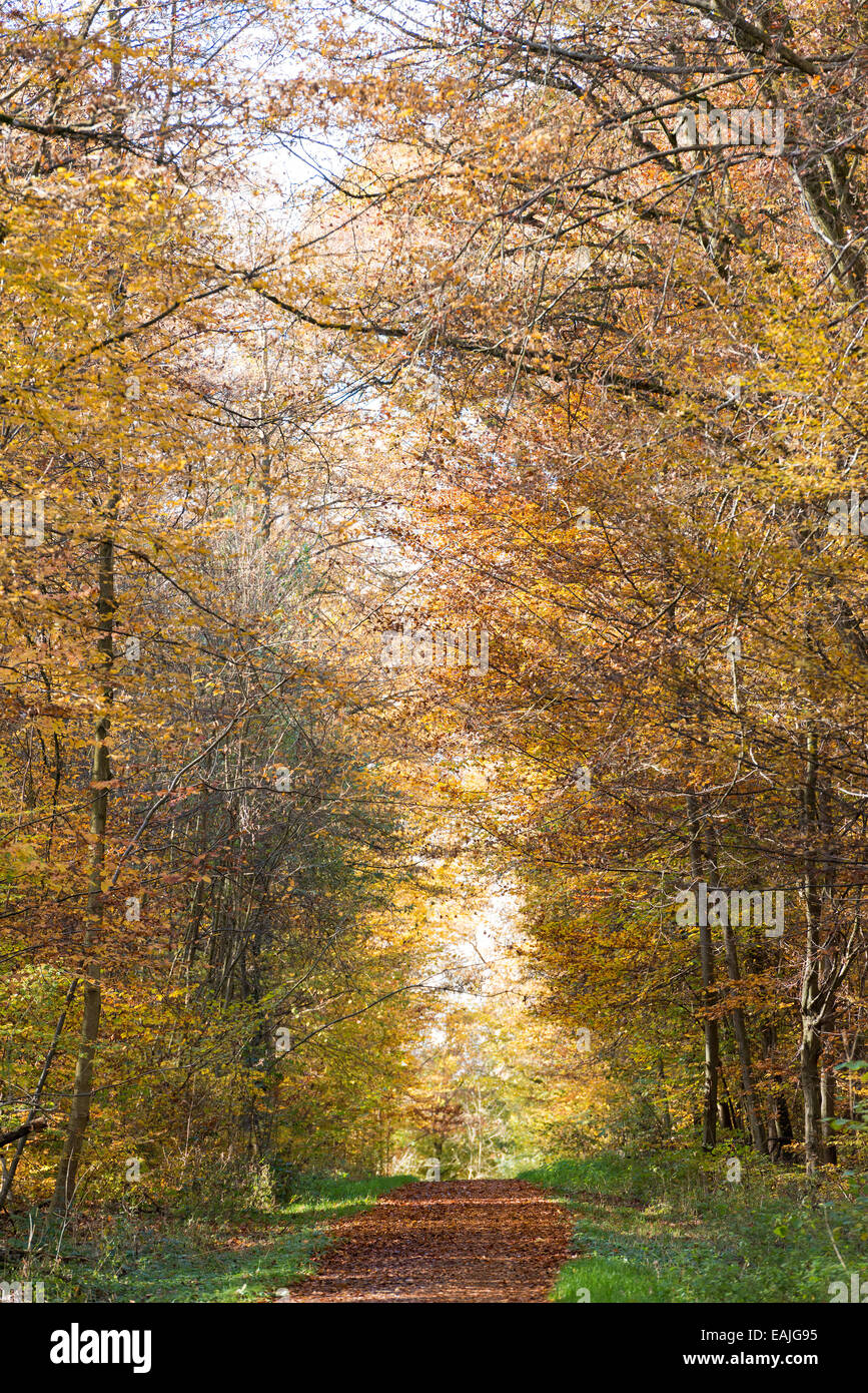 Pathway through the autumn forest Stock Photo - Alamy
