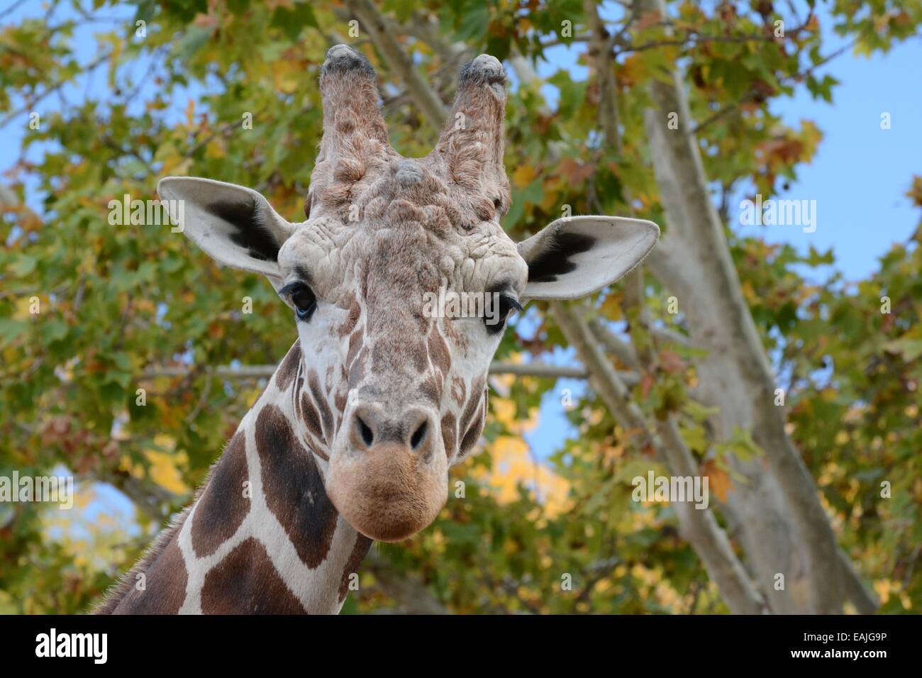 Giraffe feet hi-res stock photography and images - Alamy