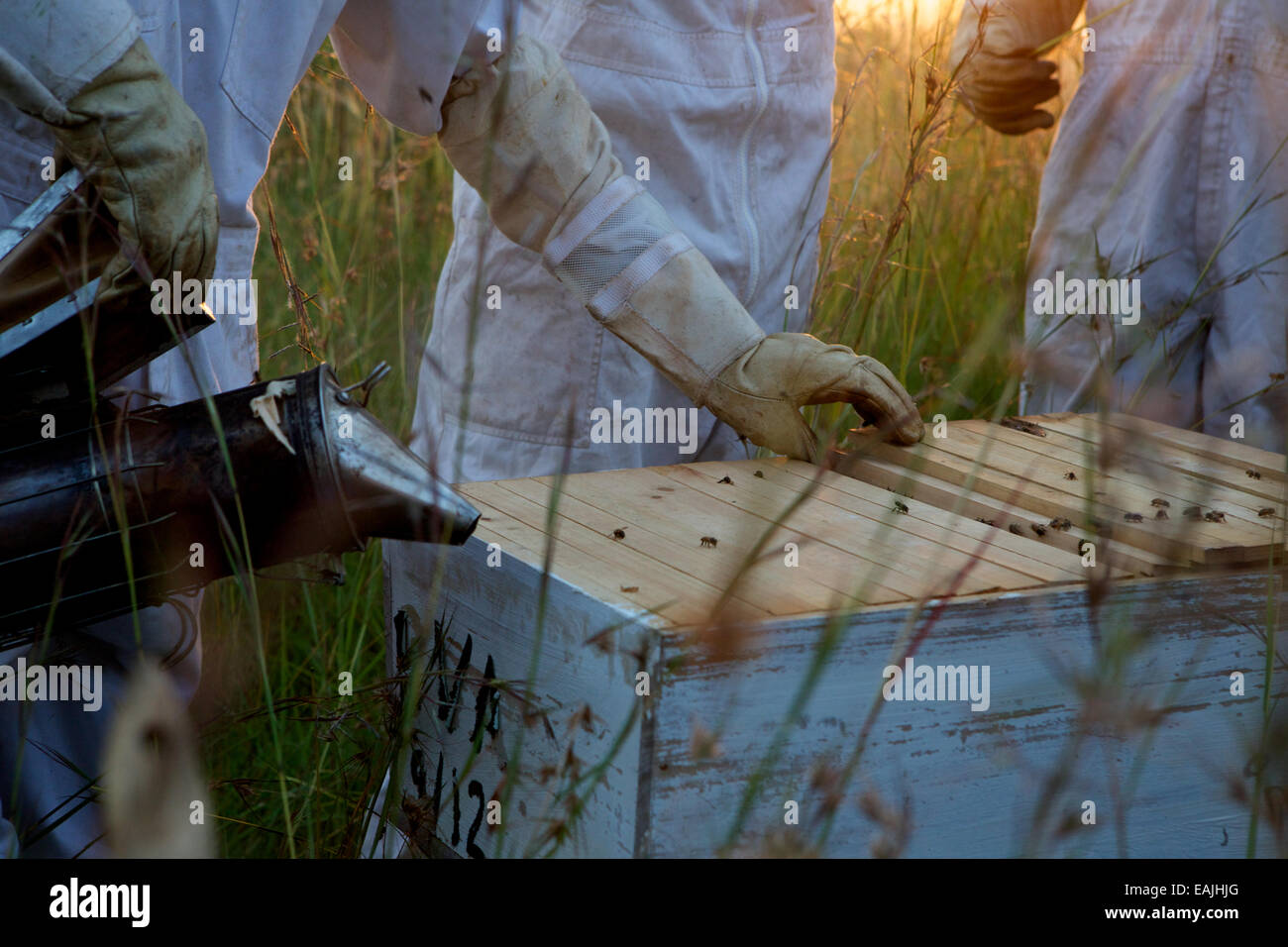 Kenyans learn the method of top-bar beekeeping. Tree of Life Beekeeping ...
