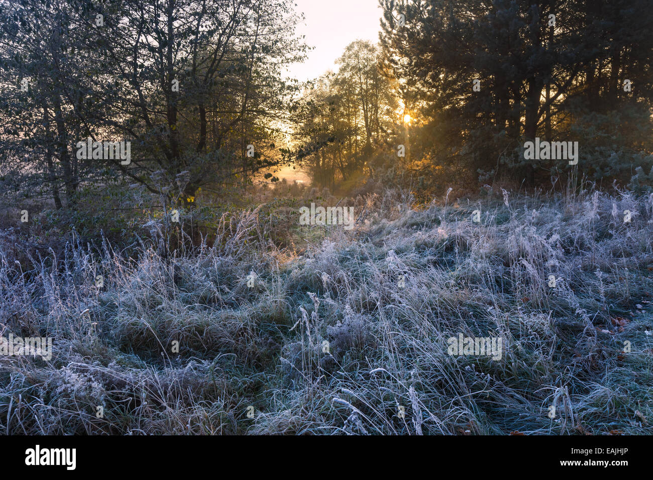 Frosty morning landscape Stock Photo - Alamy