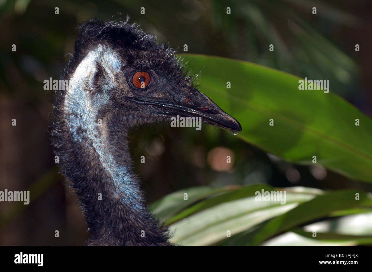 Australian Native Forest Bird High Resolution Stock Photography and ...