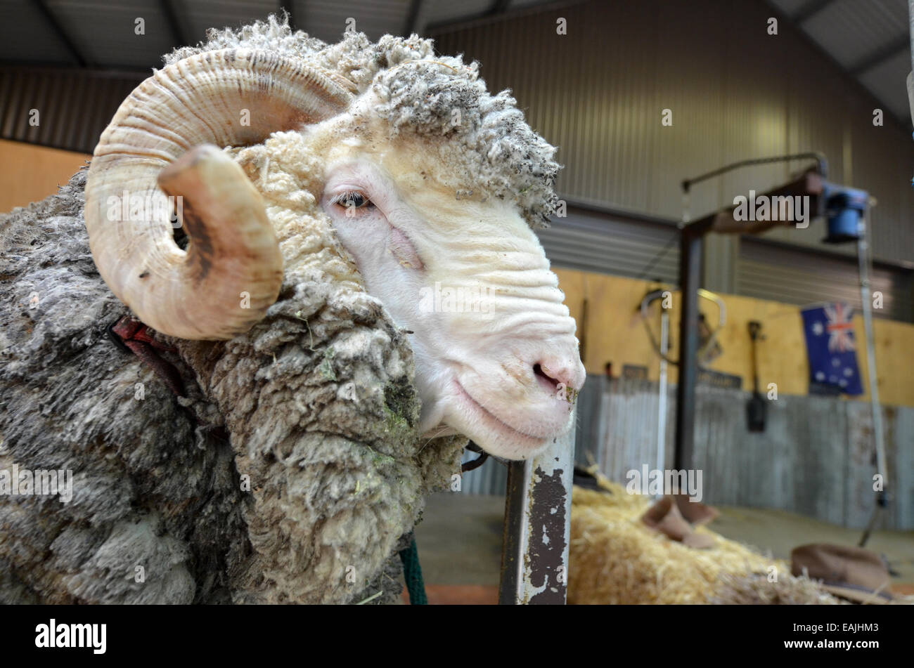 Australia Sheep Shearing Stock Photos & Australia Sheep Shearing Stock ...