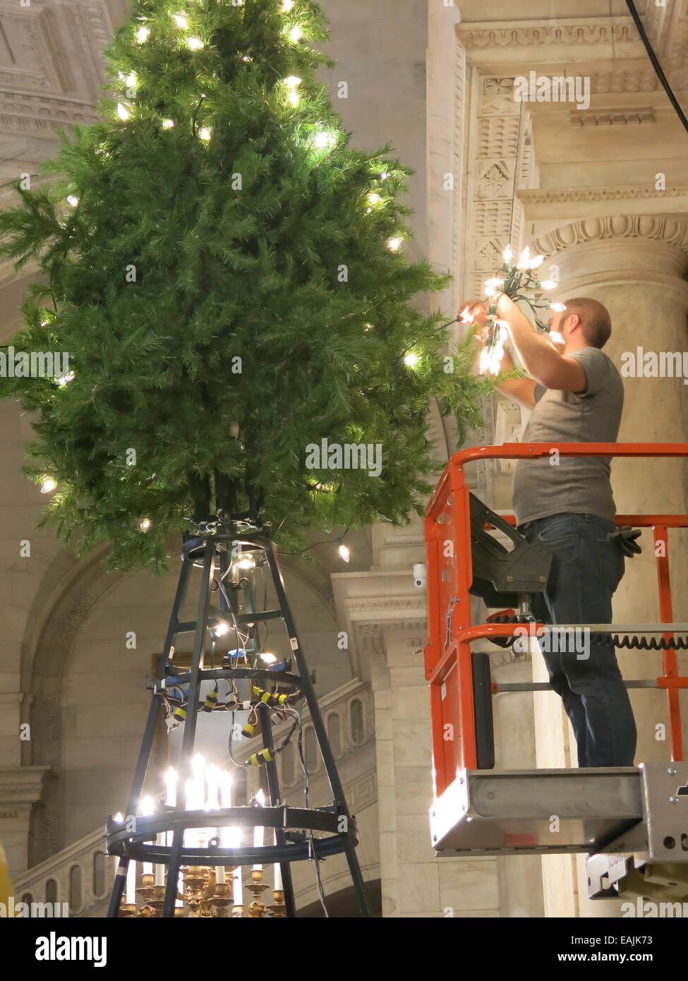 Worker Strings Lights on Holiday Tree in the New York Public Library ...