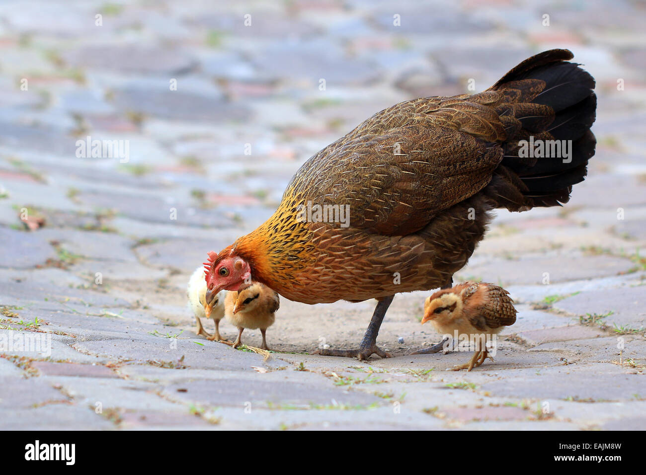 Mother hen and her chicks Stock Photo - Alamy