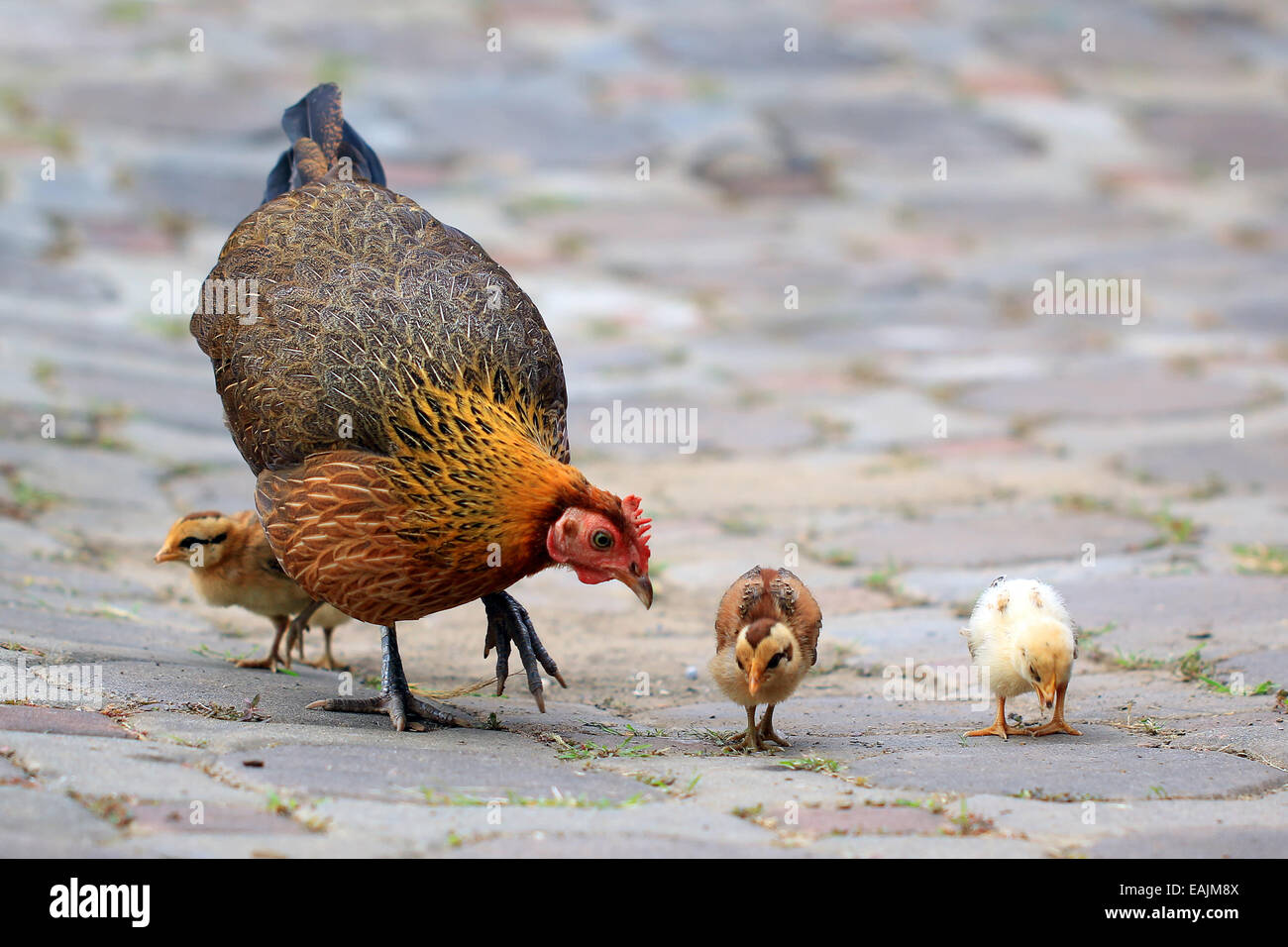 Mother hen and her chicks Stock Photo - Alamy