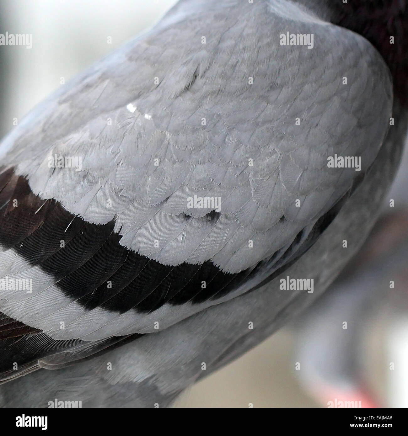 Feather of pigeon as background or texture Stock Photo - Alamy