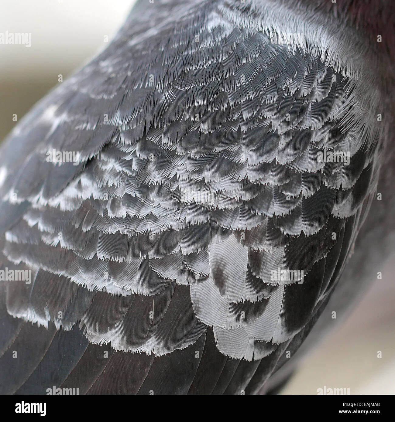 Feather of pigeon as background or texture Stock Photo - Alamy