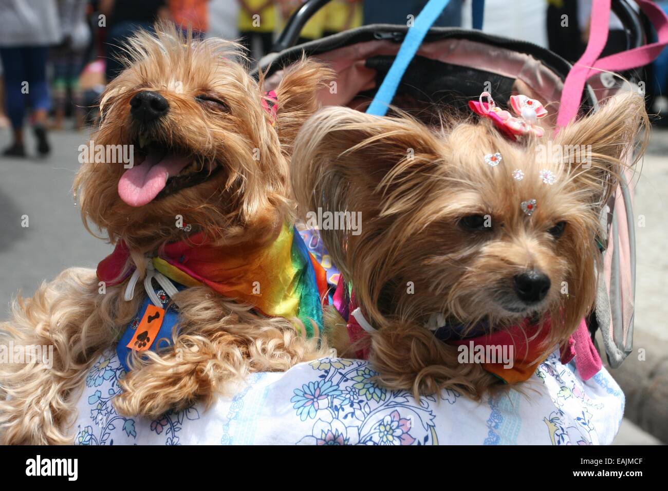 Lgbt rio hi-res stock photography and images - Alamy