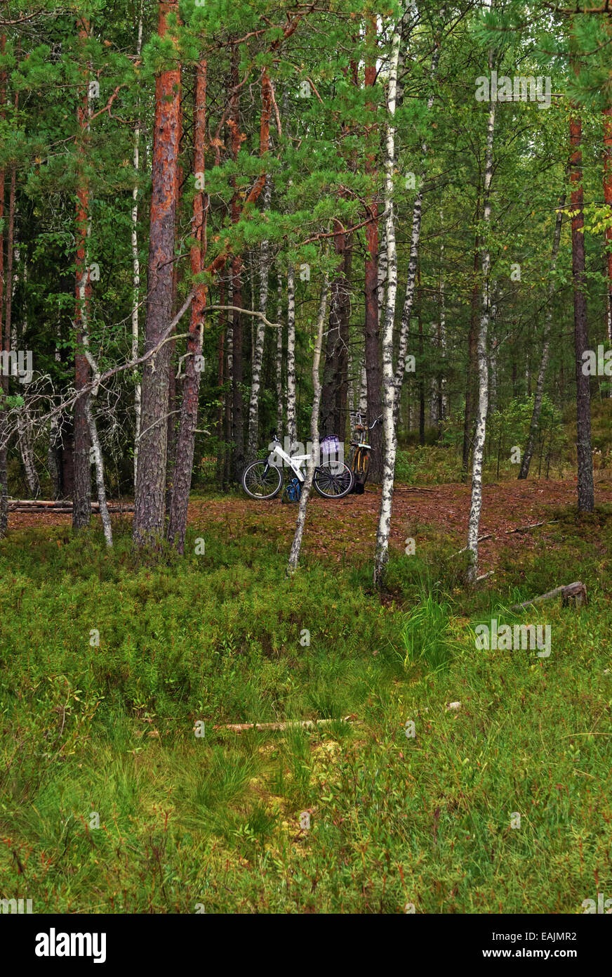 Forest landscape with bicycles Stock Photo - Alamy