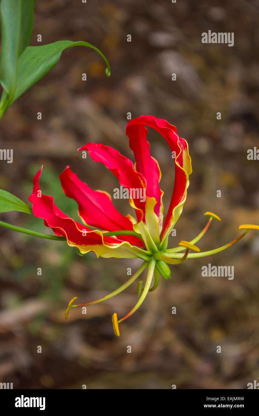 Flame lily gloriosa superba hi-res stock photography and images - Alamy