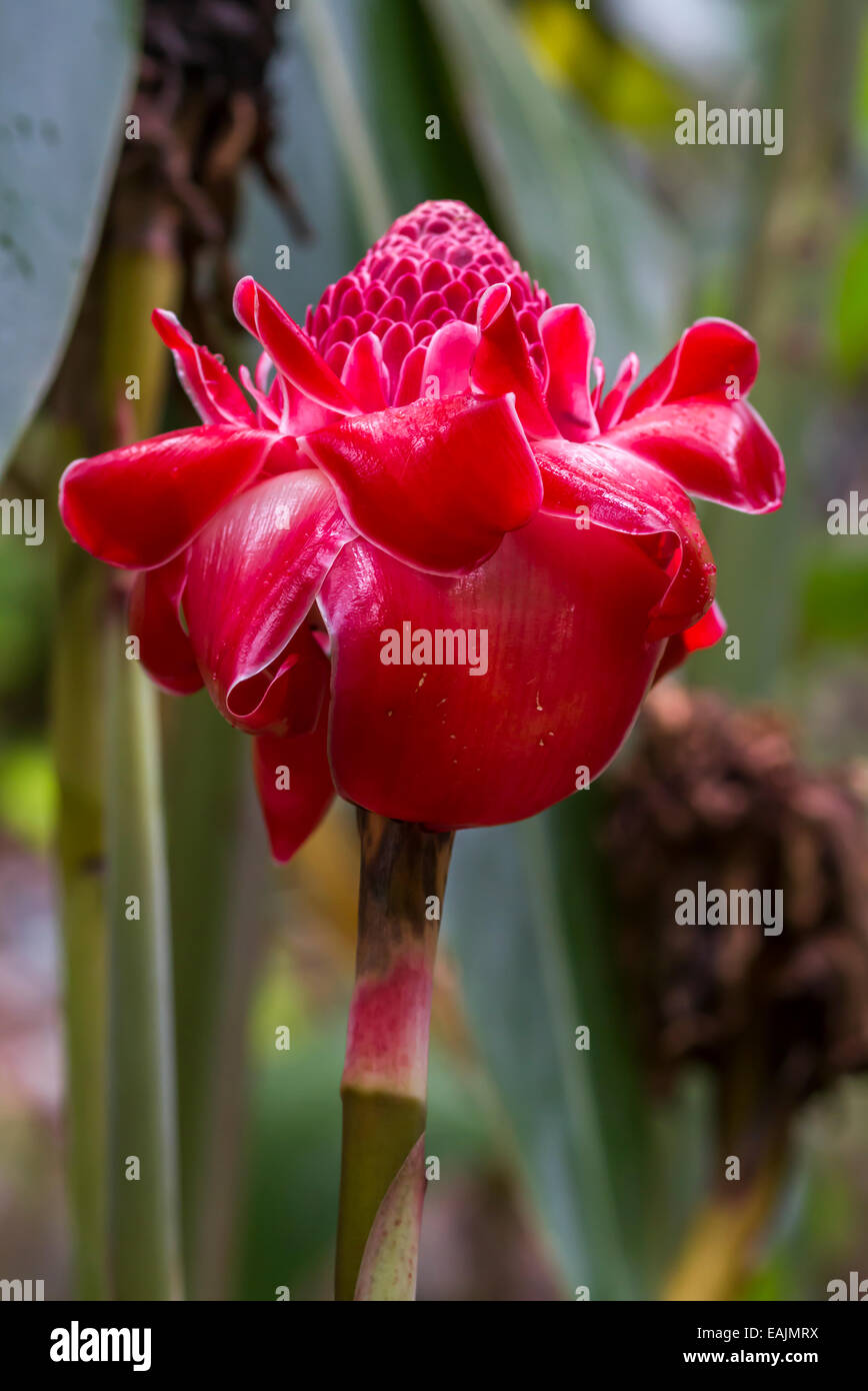 Hawaiian red ginger hi-res stock photography and images - Alamy