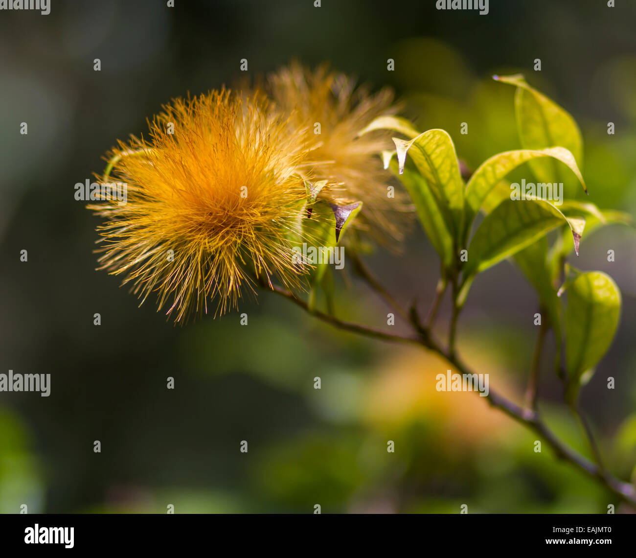 Ohia lehua flowers hi-res stock photography and images - Alamy