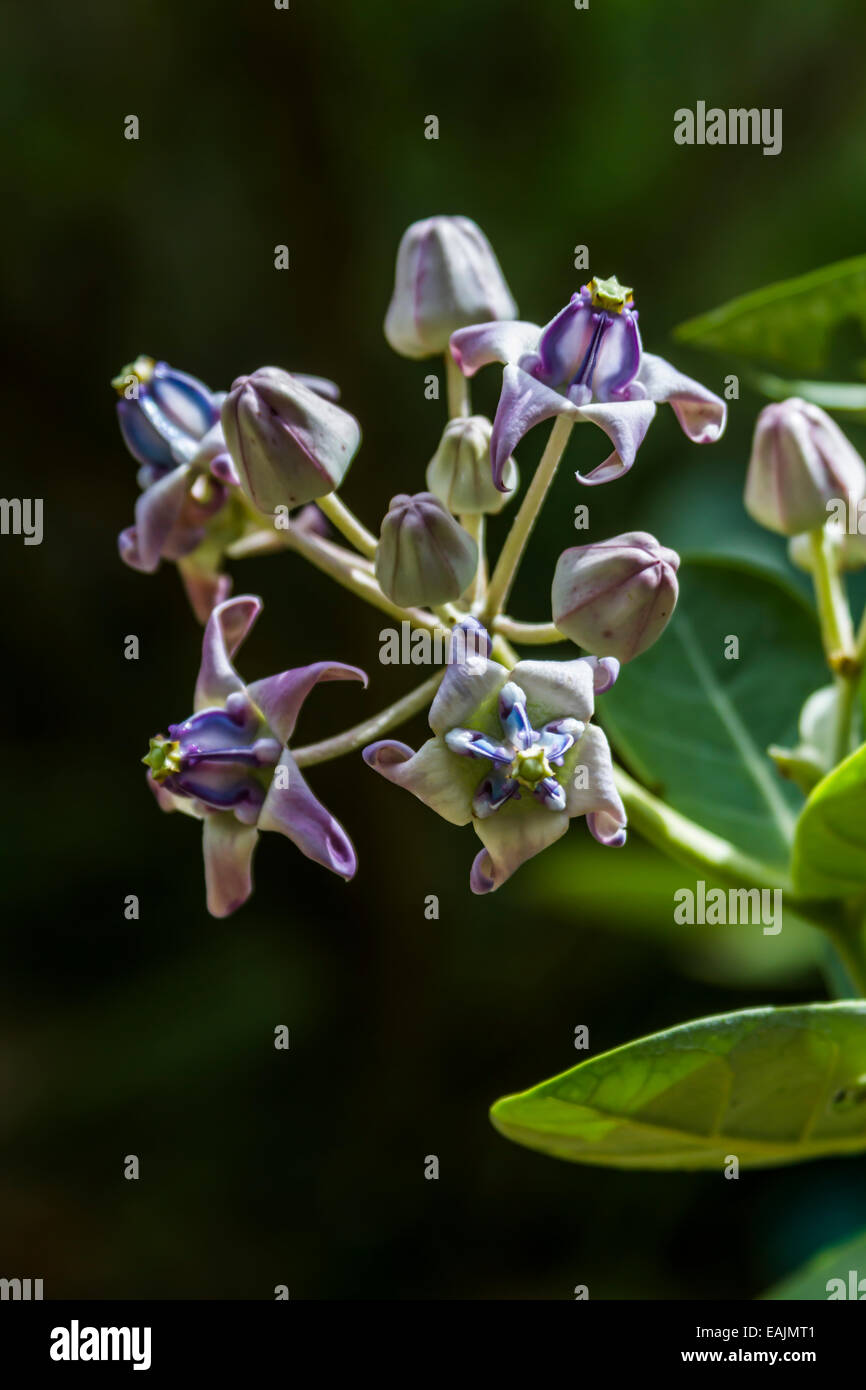 Crown Flower bush in Hawaii Stock Photo - Alamy