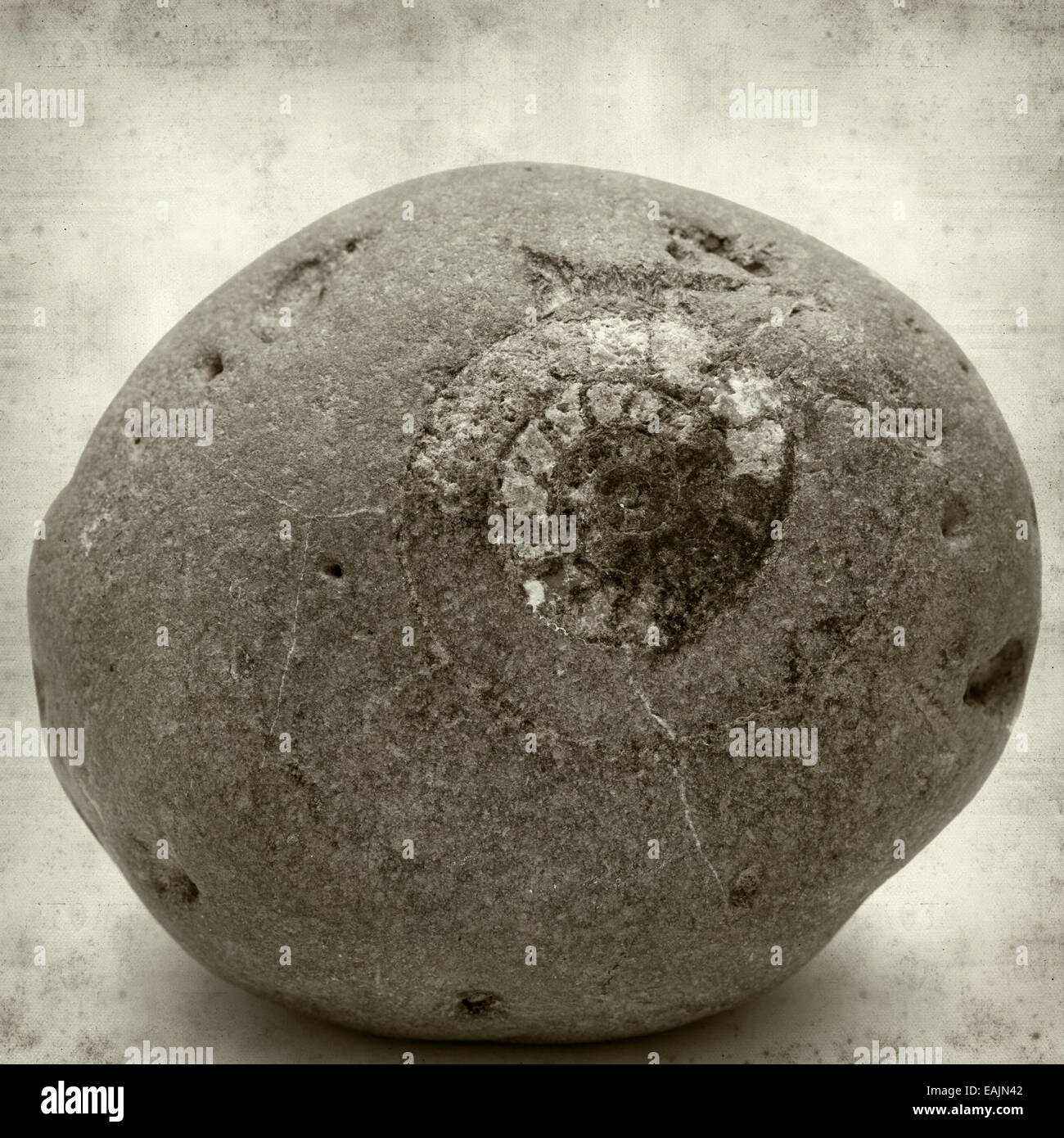 textured old paper background with pebble with ammonite fossil Stock ...