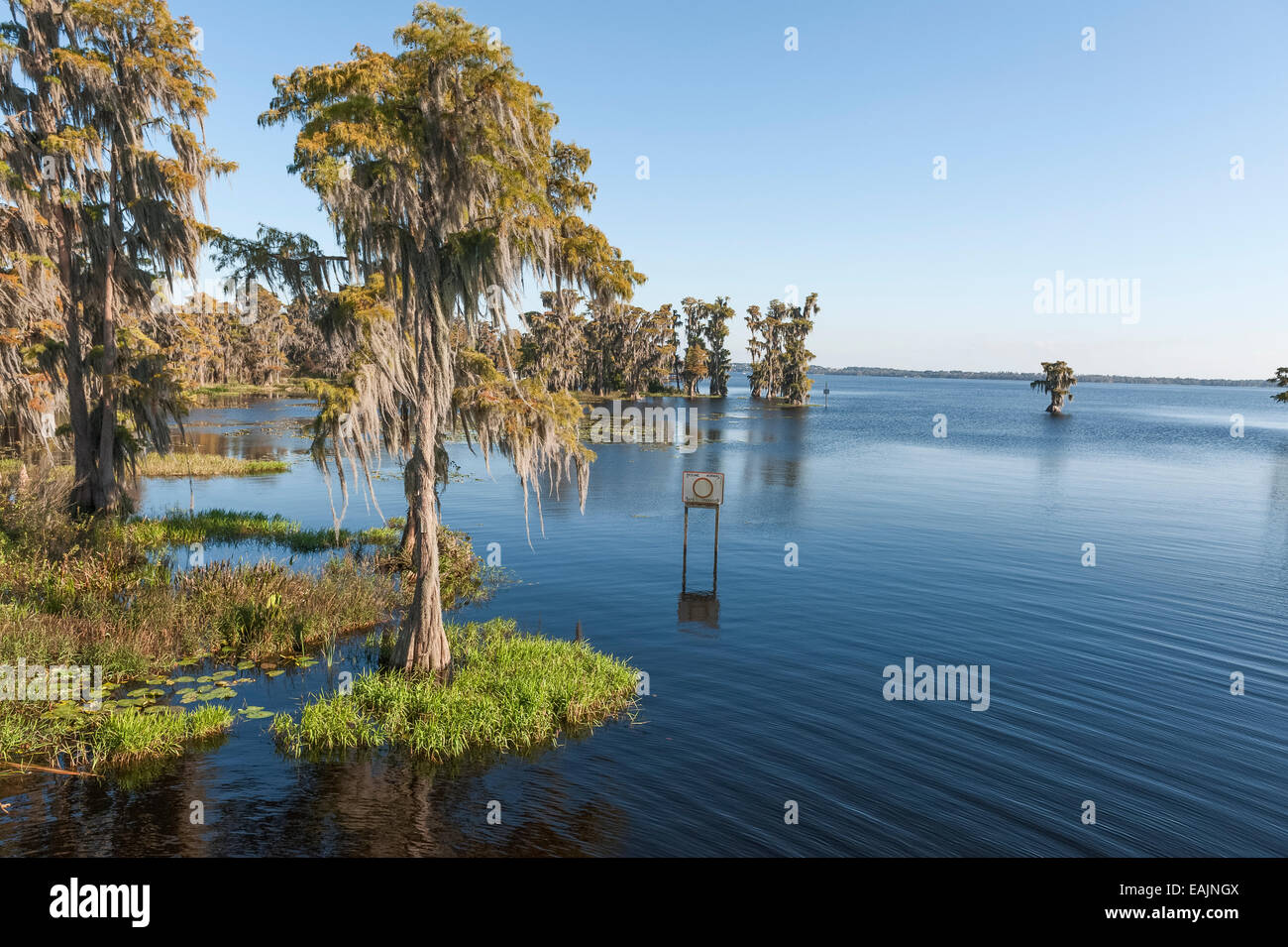 Cypress Cove viewed from shoreline with Spanish moss hanging in trees ...