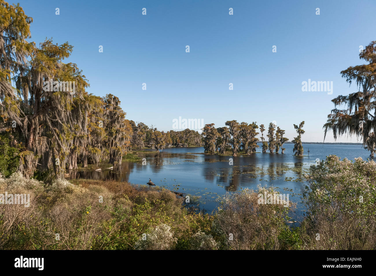 Cypress Cove viewed from shoreline with Spanish moss hanging in trees ...
