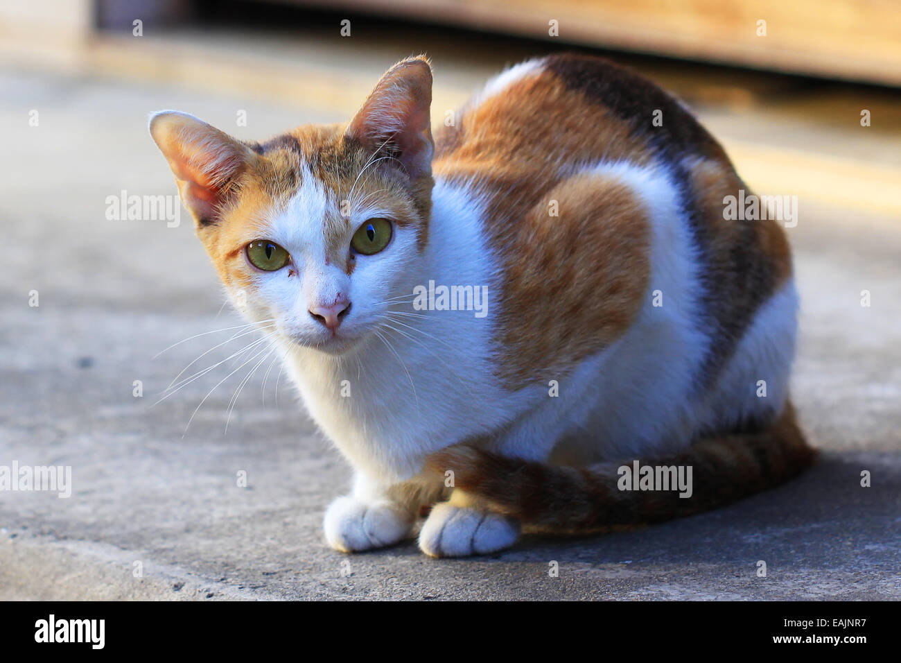 Portrait of the pretty cat Stock Photo - Alamy