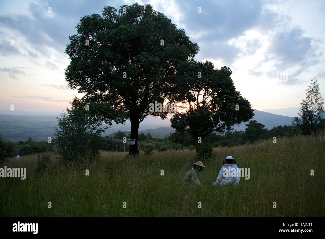 Kenyans learn the method of top-bar beekeeping. Tree of Life Beekeeping ...