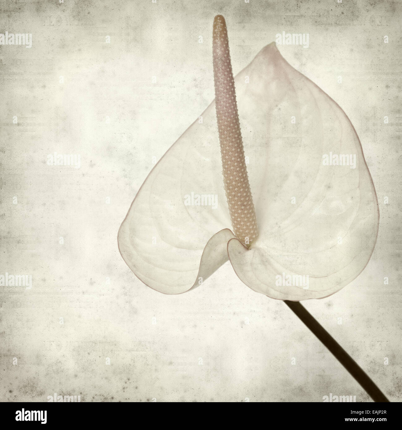 textured old paper background with pink anthurium Stock Photo - Alamy