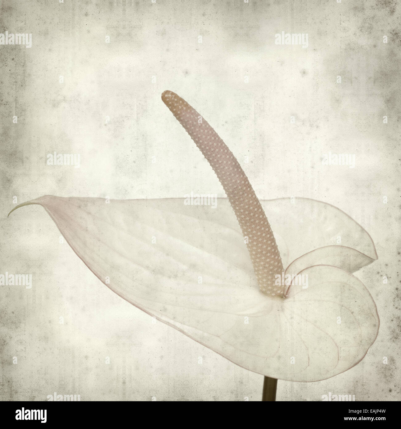 textured old paper background with pink anthurium Stock Photo - Alamy