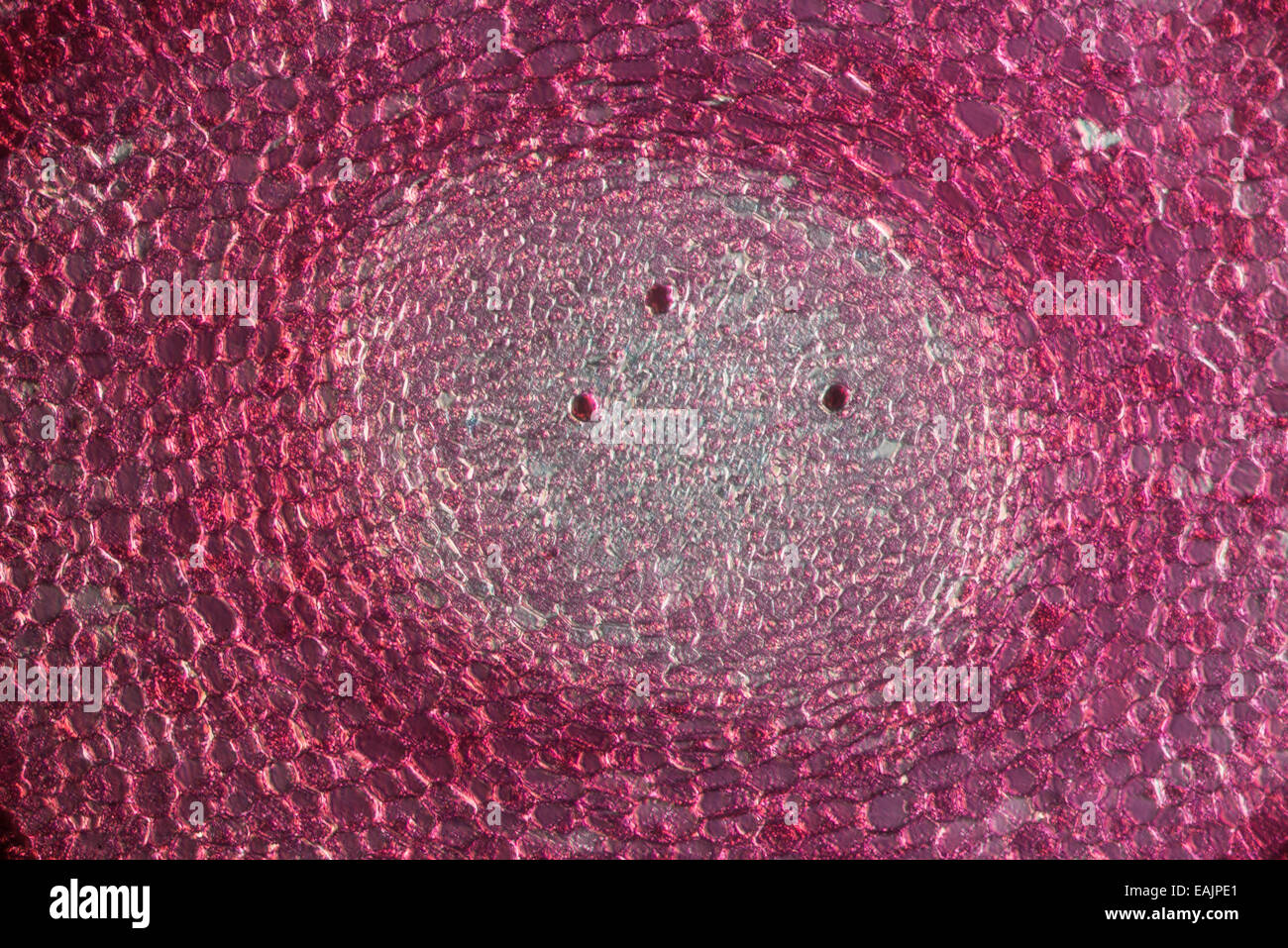 Root cross section micrograph hi-res stock photography and images - Alamy