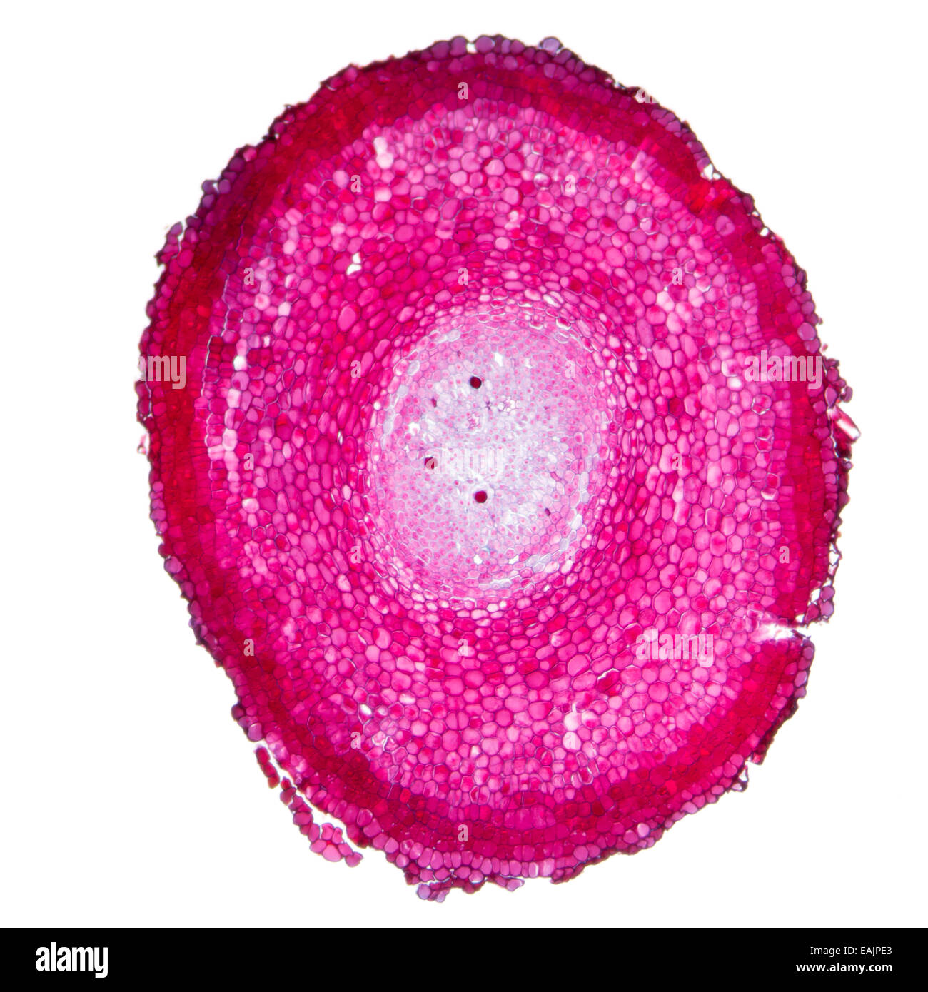 Root cross section micrograph hi-res stock photography and images - Alamy