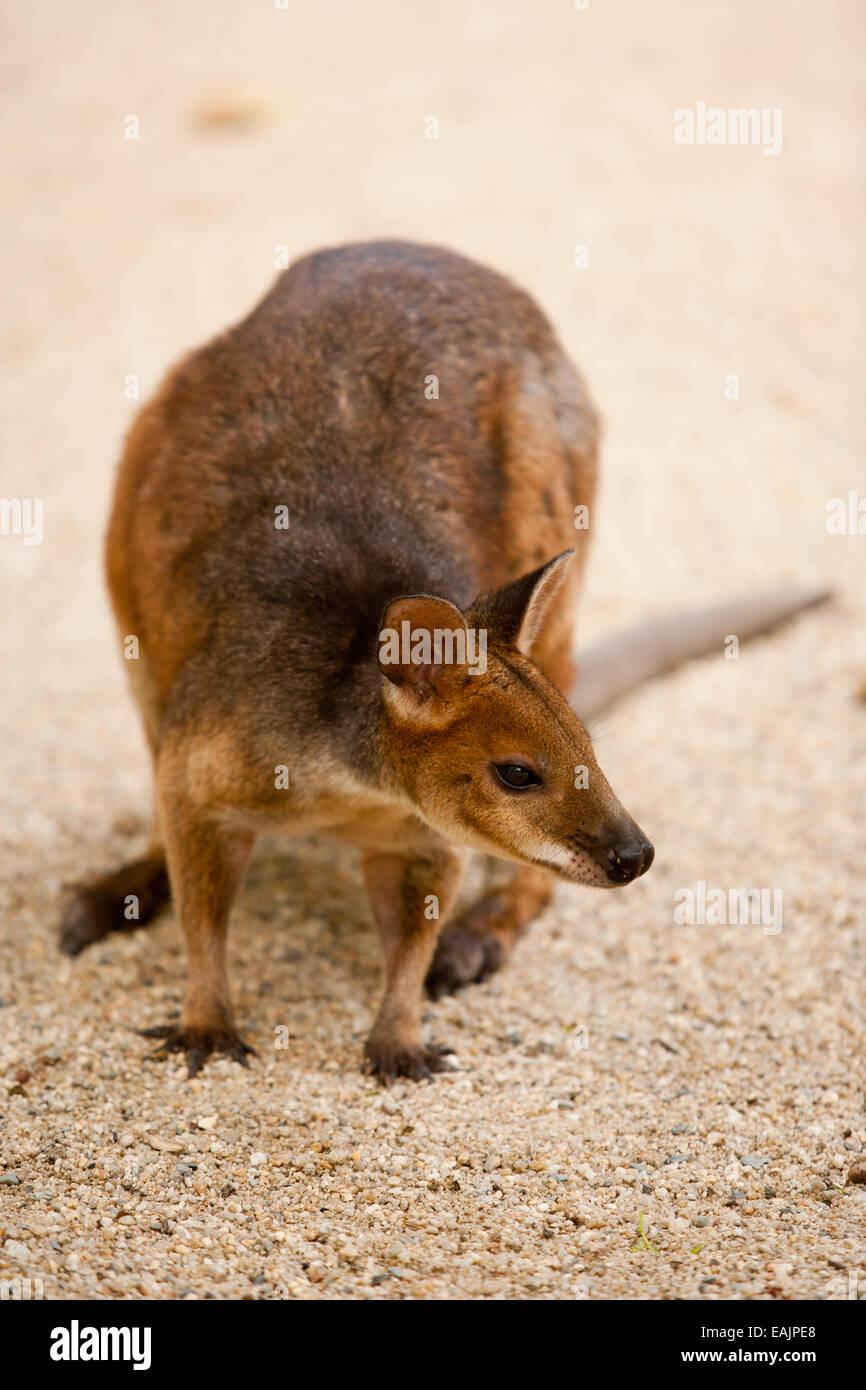 Parma wallaby hi-res stock photography and images - Alamy