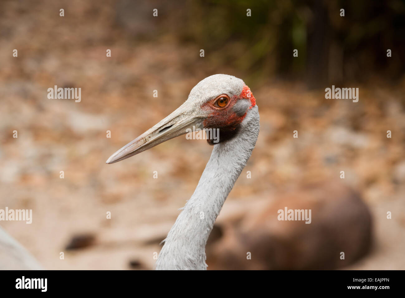 Brolga hi-res stock photography and images - Alamy