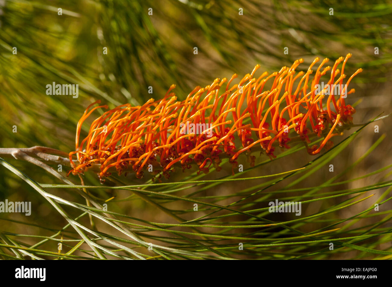 Grevillea pteridifolia, Fern-leafed Grevillea at Edith River, near ...