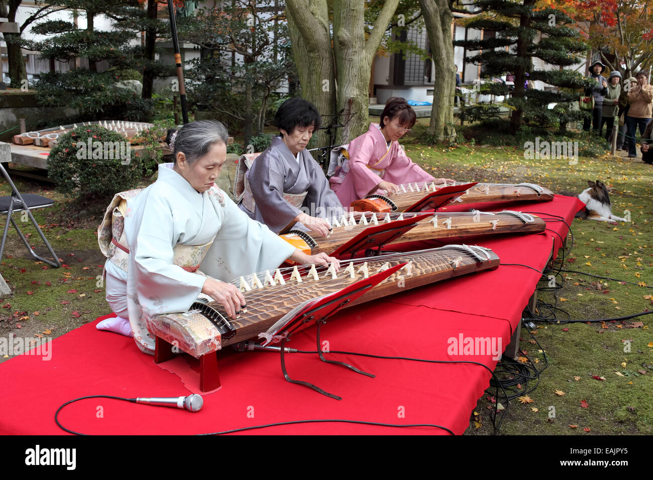 Japanese women in kimono playing koto (Japanese traditional instrument ...