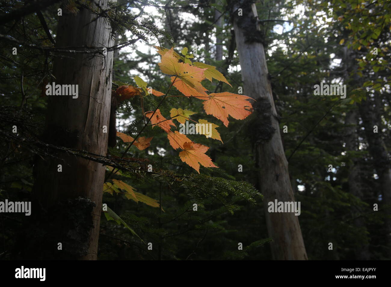 Giant mountain hi-res stock photography and images - Alamy