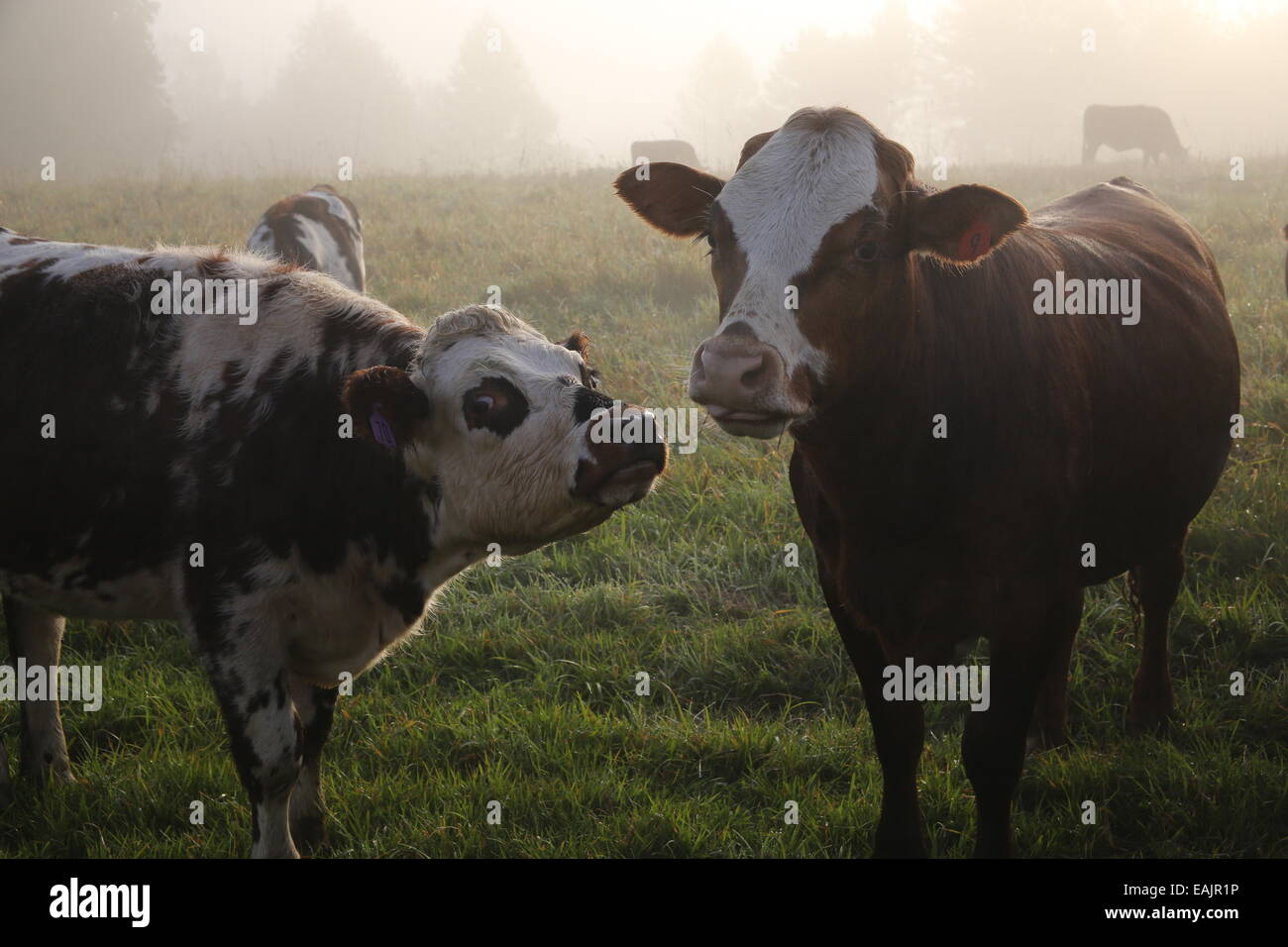 beef cattle on a misty morning on a farm in southern vermont Stock ...
